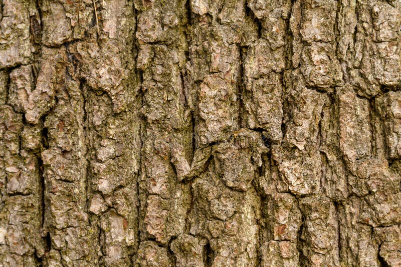 Bony Coarse Texture of German Oak Tree. Close-up of Bark Stock Image ...
