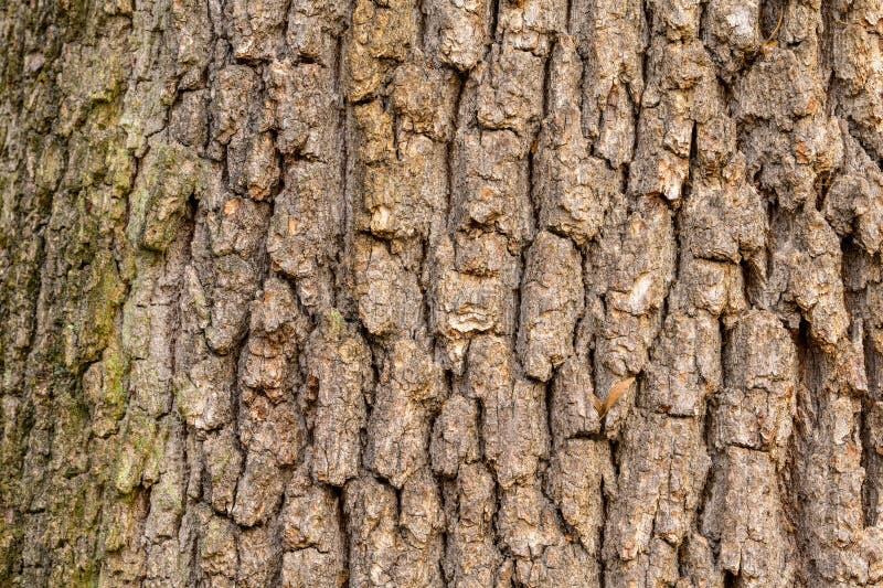 Bony Coarse Texture of German Oak Tree. Close-up of Bark Stock Image ...