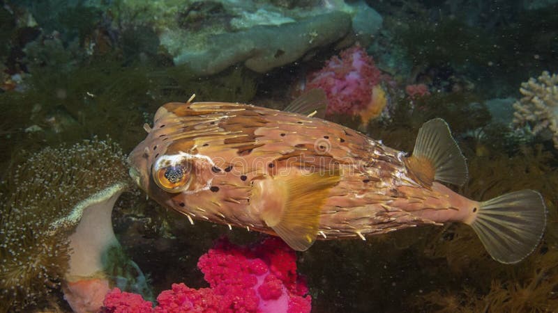 Bony Fish Swimming in an Aquarium Under Water Stock Image - Image of ...
