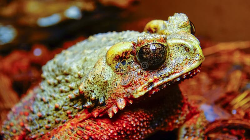 The Bony-headed Toad (Bufo Galeatus) in Terrarium Stock Photo - Image ...