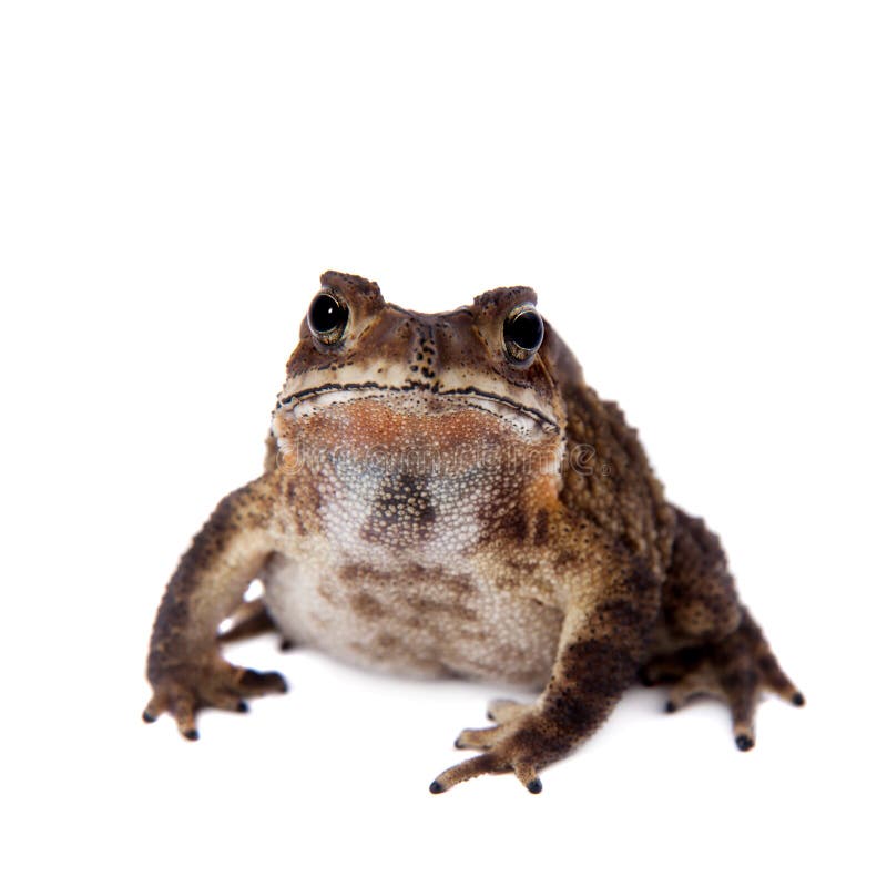 256 Cane Toad White Stock Photos - Free & Royalty-Free Stock Photos ...