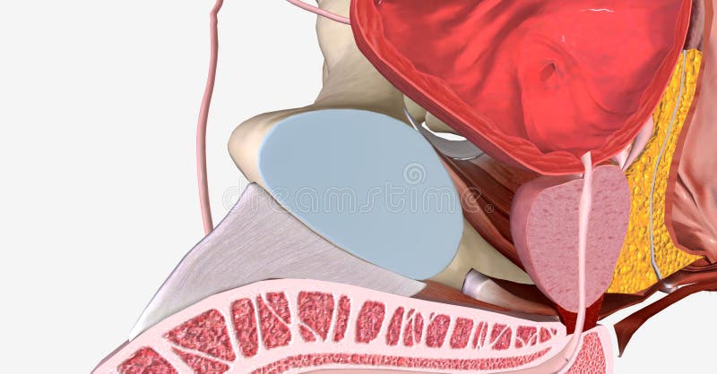 Male Pelvis Sagittal Cross Section Stock Illustration Illustration Of