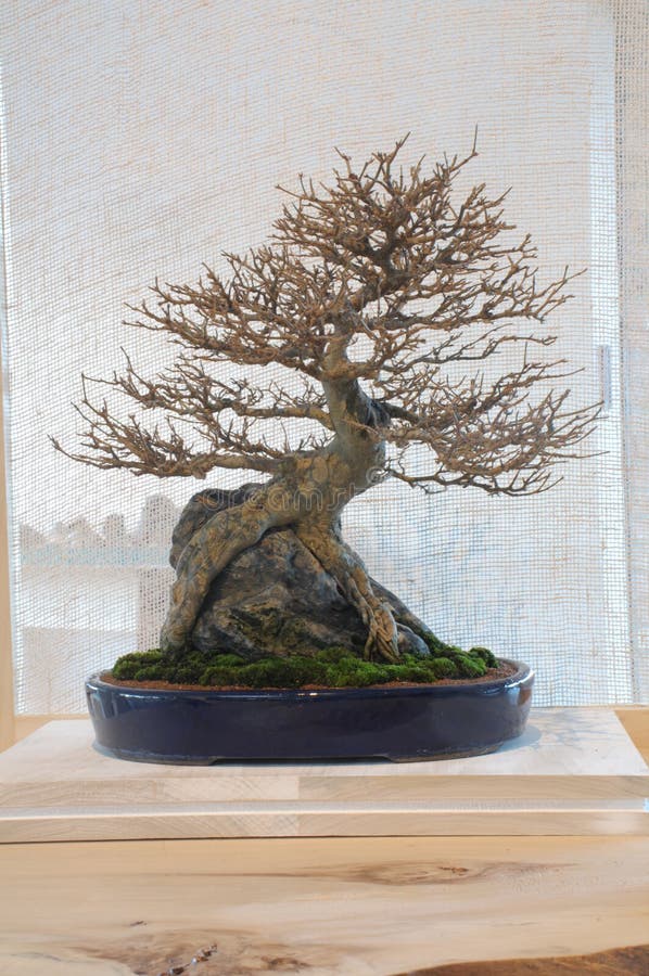 Bonzai Tree stock photo. Image of green, growing, garden - 23313342