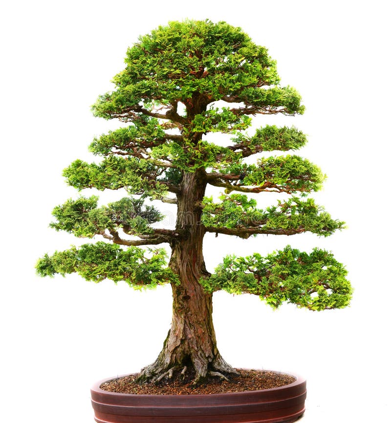Bonzai tree stock image. Image of small, japan, chinese - 56043147