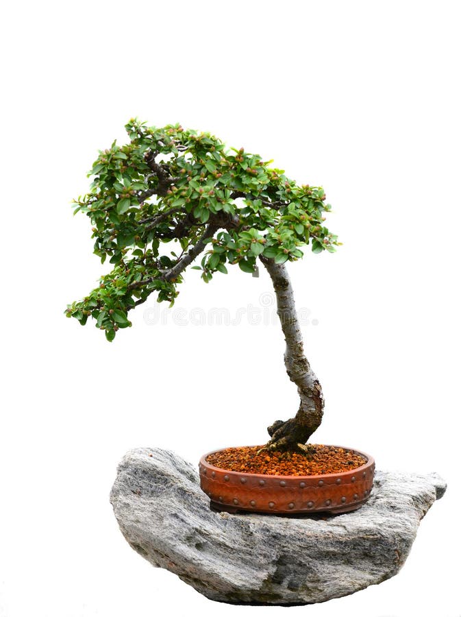 Bonzai tree stock photo. Image of nature, leaf, miniature - 56043166