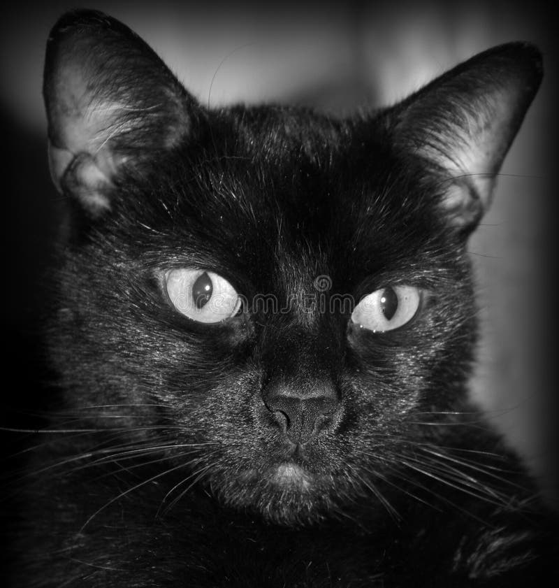 Boo the Cat stock image. Image of like, doesnt, posing - 133874663