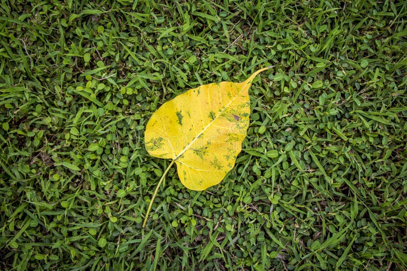 Boo tree stock photo. Image of leaf, gaya, decor, garden - 60631968