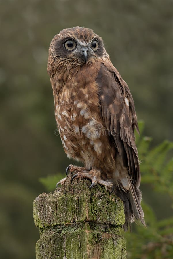 Boobook owl stock photo. Image of tree, white, brown - 76809590