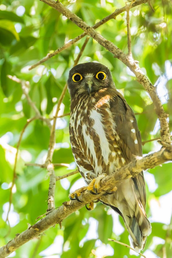 Filippijnse Boeboekuil Chocolate Boobook Ninox Randi Imagen de archivo ...