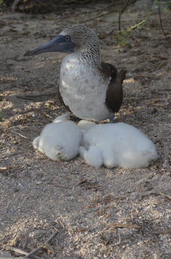 Booby Bird stock image. Image of nest, blue, outdoors - 73083251