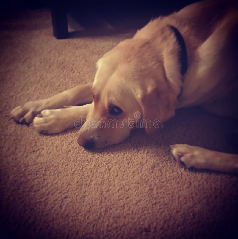 This is boodro the lab stock photo. Image of dogs, boodro - 71916954