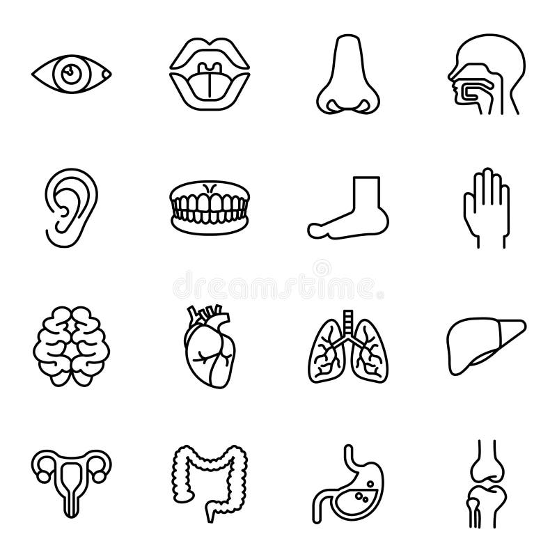 Human Organ or Body Parts Icons Set. Thin Line Style Stroke Vector ...