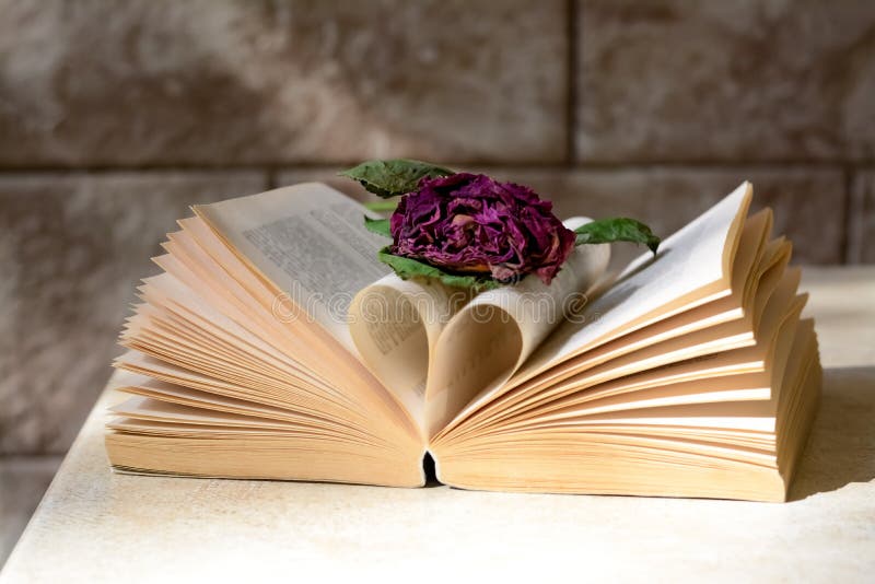 Book with Beautiful Dried Flower on Light Table Stock Image - Image of ...