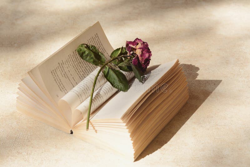 Book with Beautiful Dried Flower on Light Table Stock Photo - Image of ...