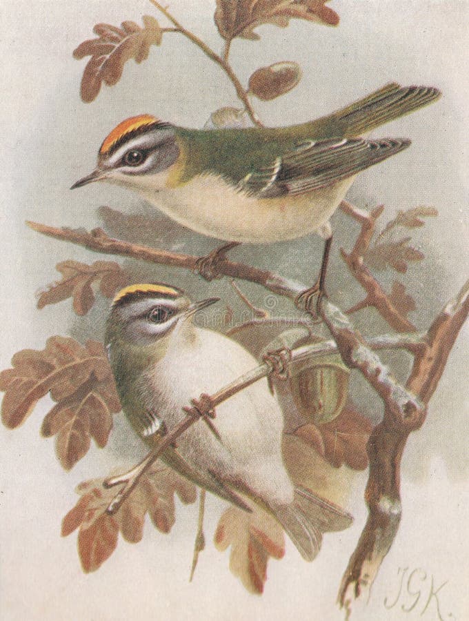 Vintage Illustration of Firecrest Birds Editorial Image - Illustration ...
