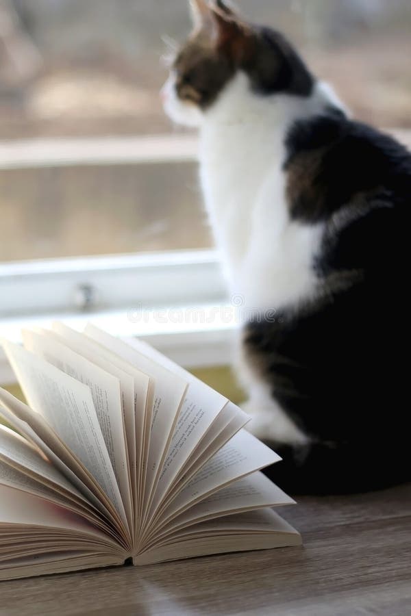 Book and Cat stock photo. Image of literature, adorable - 179987042