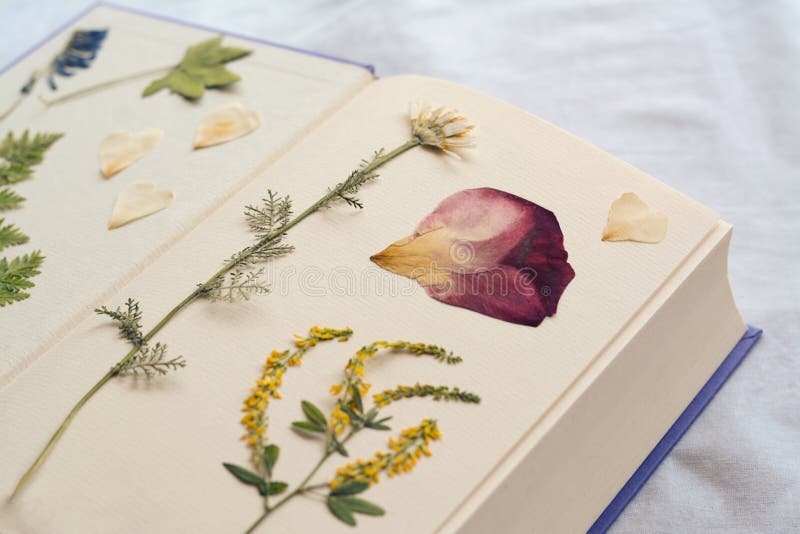 Book with Dried Flowers and Leaves on White Fabric, Closeup Stock Photo ...