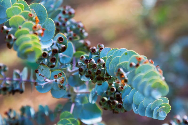 Bookleaf Mallee Flower Eucalyptus Kruseana Myrtaceae Western Australia ...