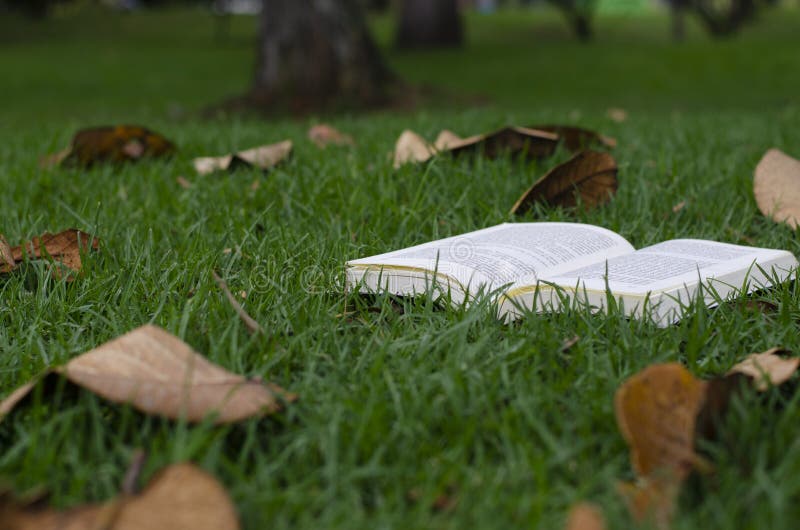 Book in the Middle of Tree Leaves Stock Photo - Image of book, clever ...