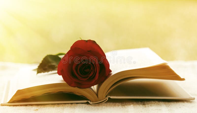 1,589 Pink Rose Book Roses Stock Photos - Free & Royalty-Free Stock ...