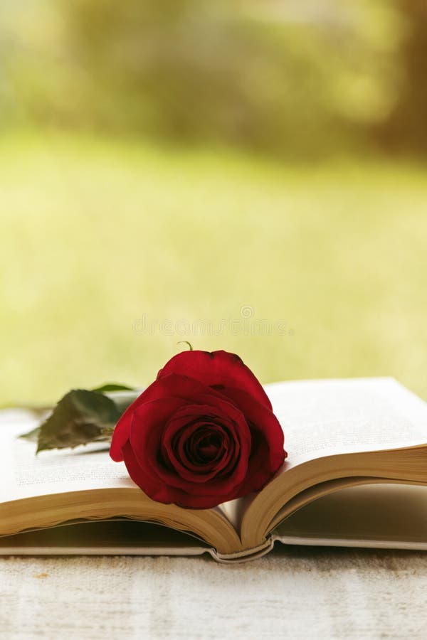 1,589 Pink Rose Book Roses Stock Photos - Free & Royalty-Free Stock ...