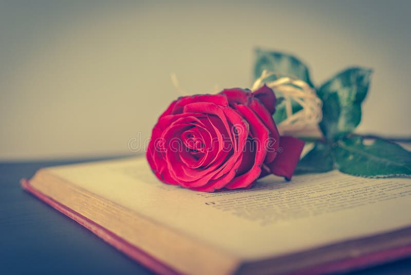 Book and rose stock photo. Image of learning, romance - 56076266