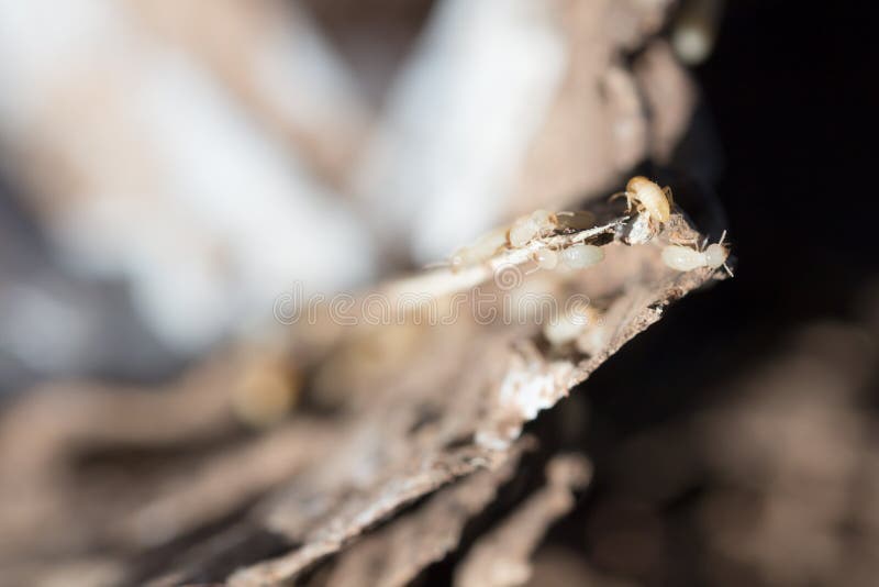 Book and Scrap Paper with Termites Damage,termites Bite Paper,anthill ...