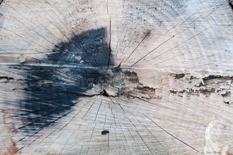 Book tree stock photo. Image of rural, natural, brown - 43209514