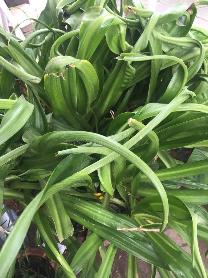 Bookie Phnom Penh Stock Photos - Free & Royalty-Free Stock Photos from ...