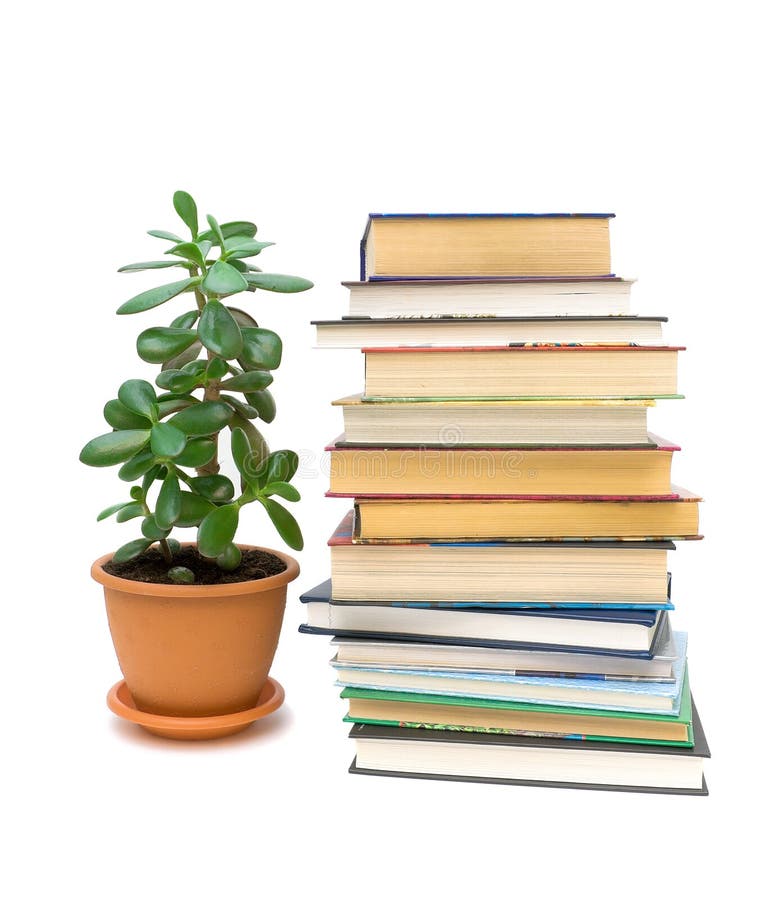 Books and Green Plant Isolated on White Background Stock Photo - Image ...