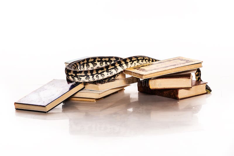 Books and a Snake on a White Background Stock Photo - Image of home ...