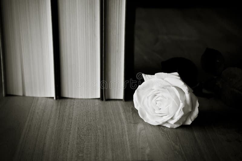 Single Rose on books stock photo. Image of room, rose - 39728776