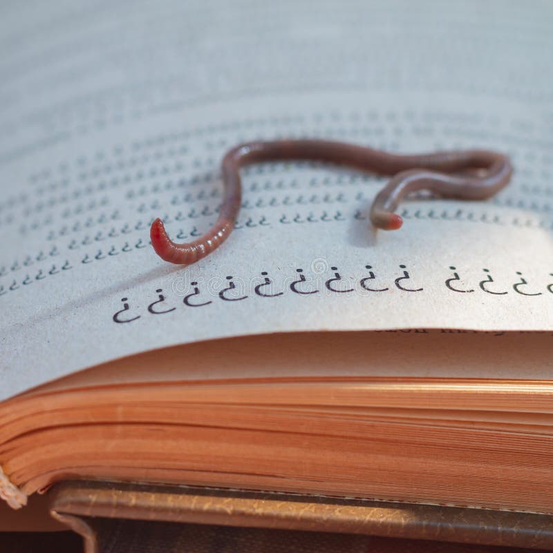 The Bookworm on the Page of the Book Carefully Studies and Reads the ...