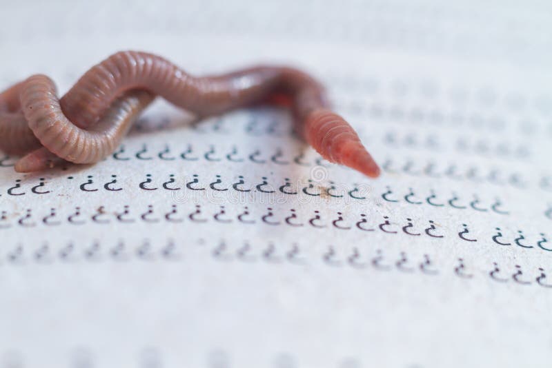 The Bookworm on the Page of the Book Carefully Studies and Reads the ...