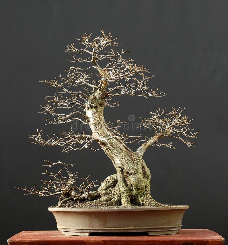 Boom 4 van de bonsai stock foto. Image of dwerg, draad - 1582038