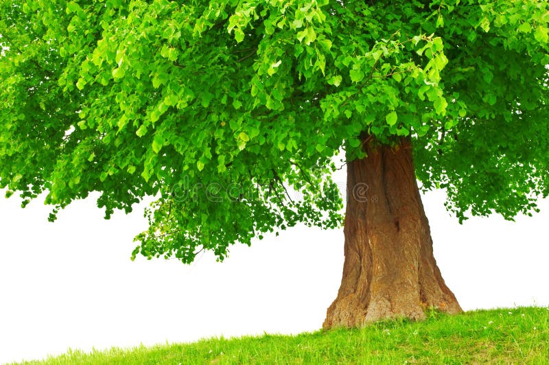 Boom stock foto. Image of zomer, buiten, landelijk, gebied - 9523596