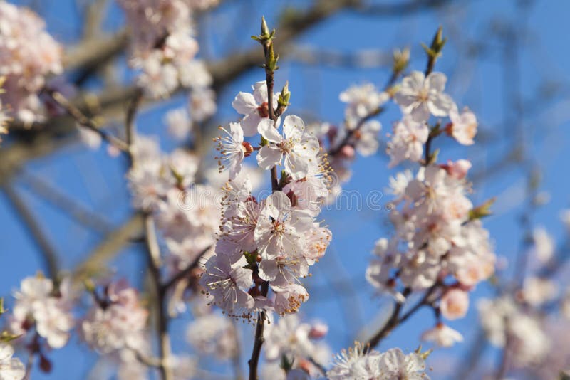 Boom in Bloei stock foto. Image of macro, mooi, schoonheid - 91588320