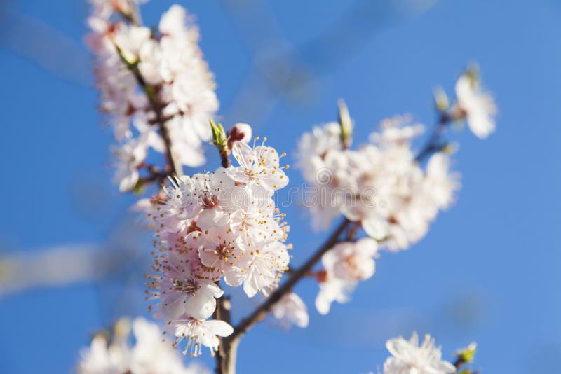 Boom in Bloei stock foto. Afbeelding bestaande uit blossoming - 91588320