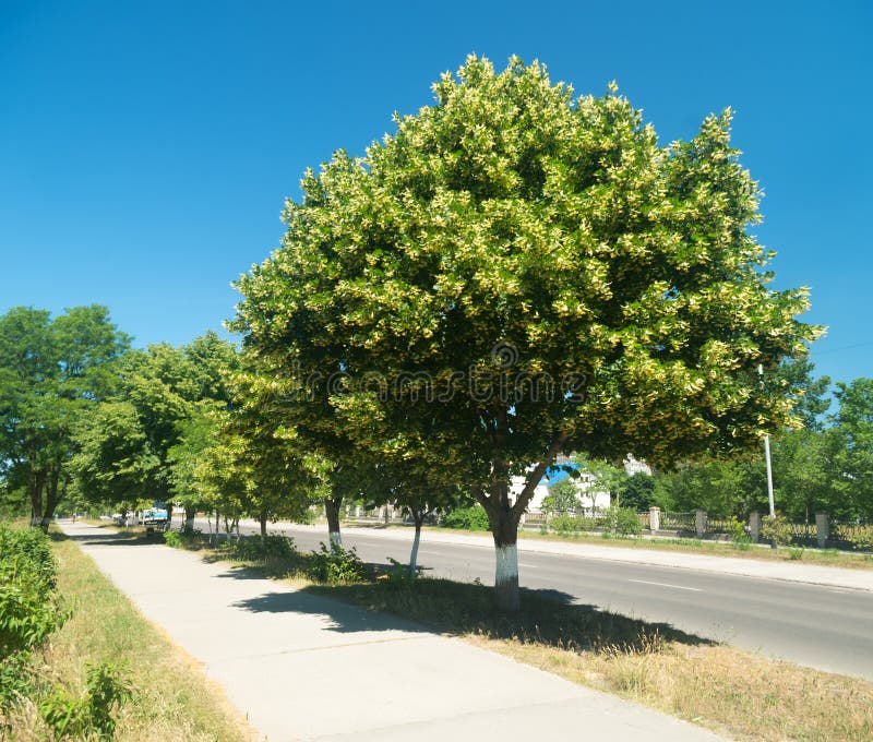 Bloeiende Lindeboom Tuinen En Tuinen Bomen Voor Honingbijen Stuifmeel ...