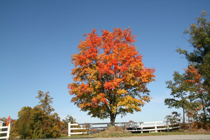 Dalingsgebladerte Bij Het Verloren Park Van De Esdoornsstaat In Texas ...