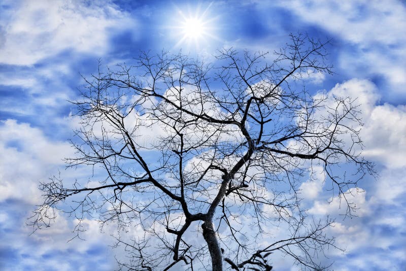 Gebrande Boom & Zon stock afbeelding. Image of zwart - 30079123