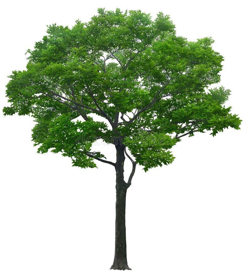 Boom, Eik, Installaties, Groene Aard, Zomer, De Blad, Groen Stock Foto ... Boom, Eik, Installaties, Groene Aard, Zomer, De Blad, Groen Stock Foto ...