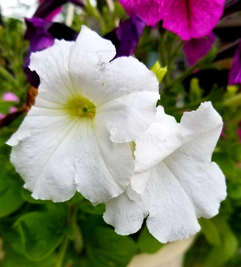 Boom, flower power photo stock. Image of couleur, fleur - 149116738