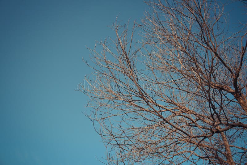 Boom Forest Wallpaper Art En Achtergrond Stock Afbeelding - Image of ...