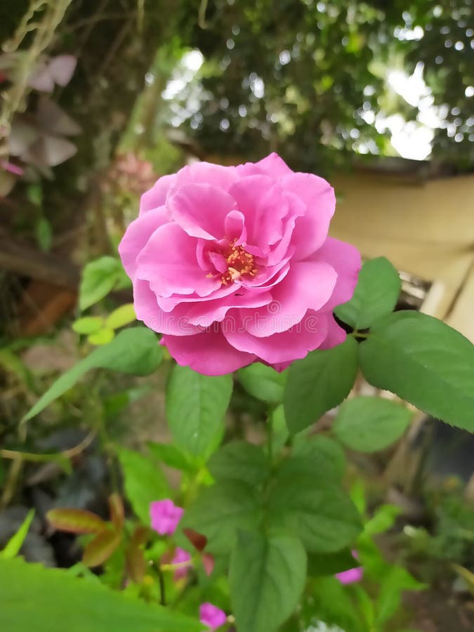 Boom luxury rose stock photo. Image of garden, rose - 218936998