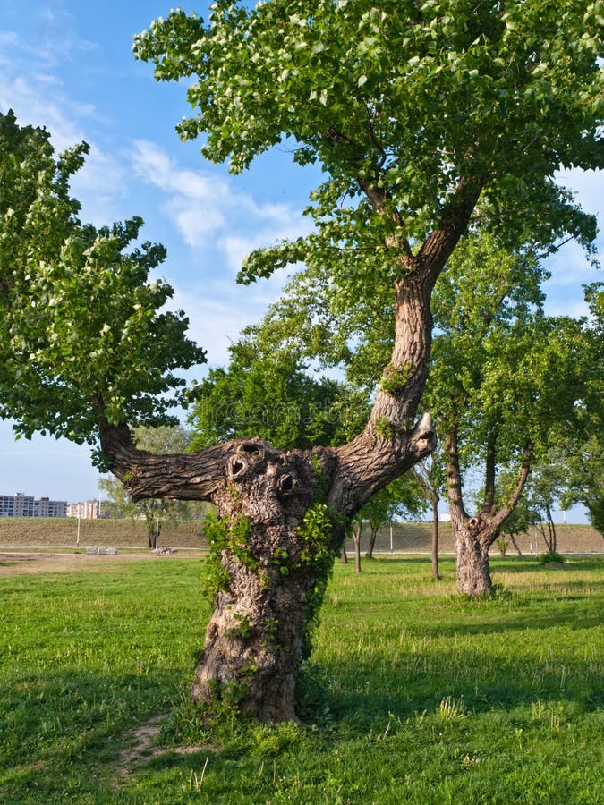 De boomstam van de boom stock afbeelding. Image of velen - 14970689
