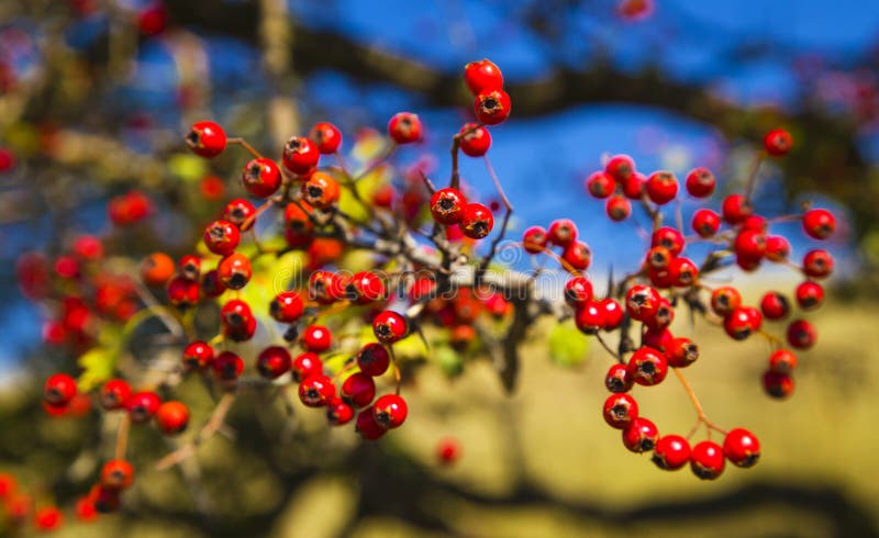 Boom met rode bessen stock foto. Image of bessen, schoonheid - 45464772