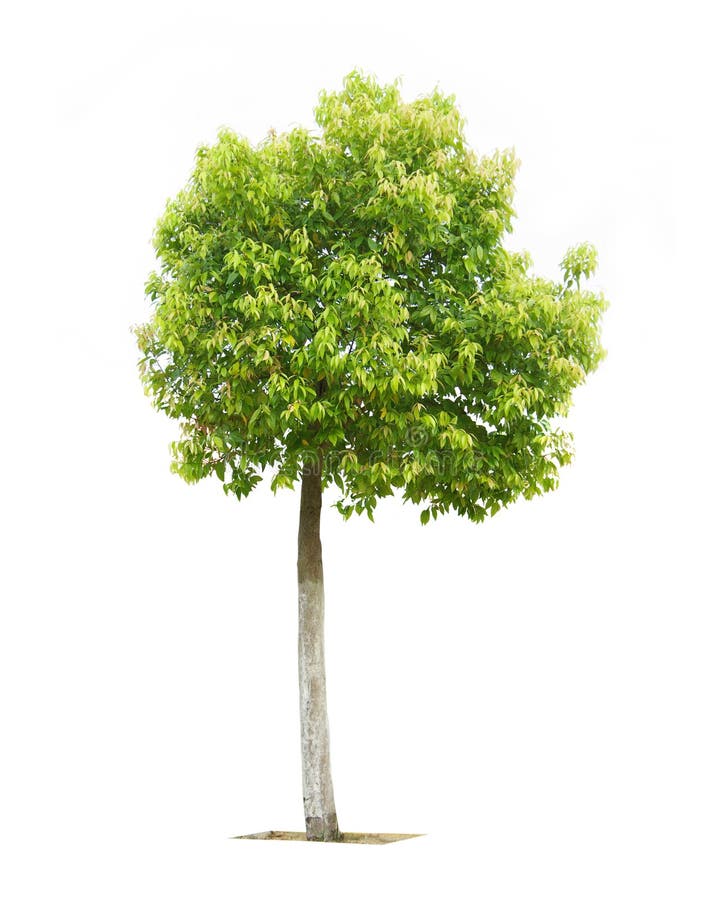 Een Boom Met Een Witte Achtergrond No12 Stock Afbeelding - Image of ...