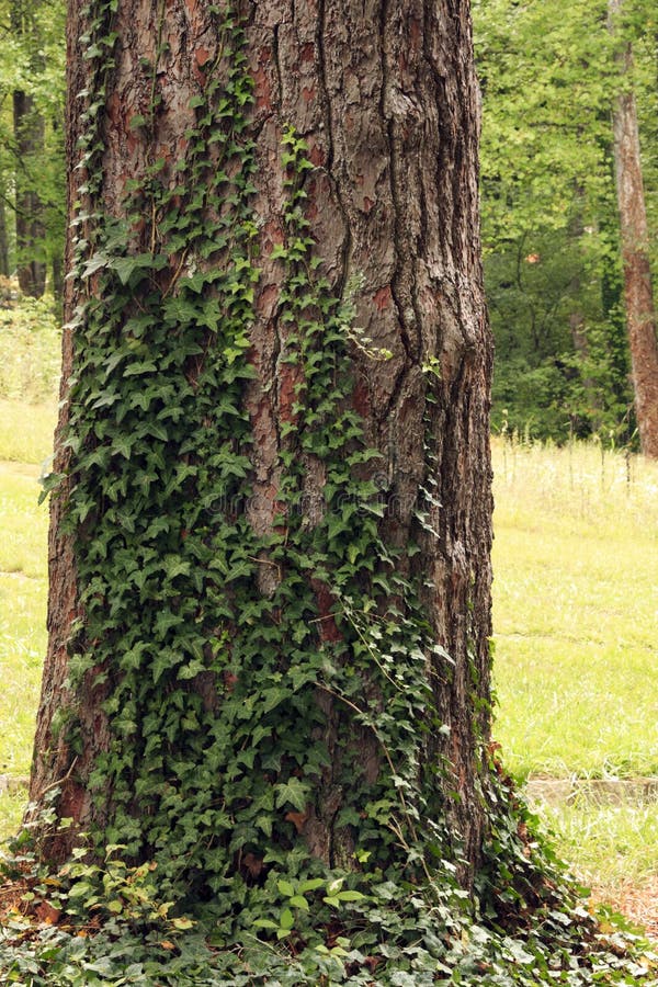 De Klimop Beklimt Een Boom In Het Bos Stock Afbeelding - Afbeelding ...