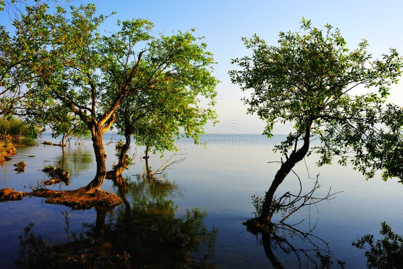 Boom in water stock afbeelding. Image of kleur, azië - 14149429